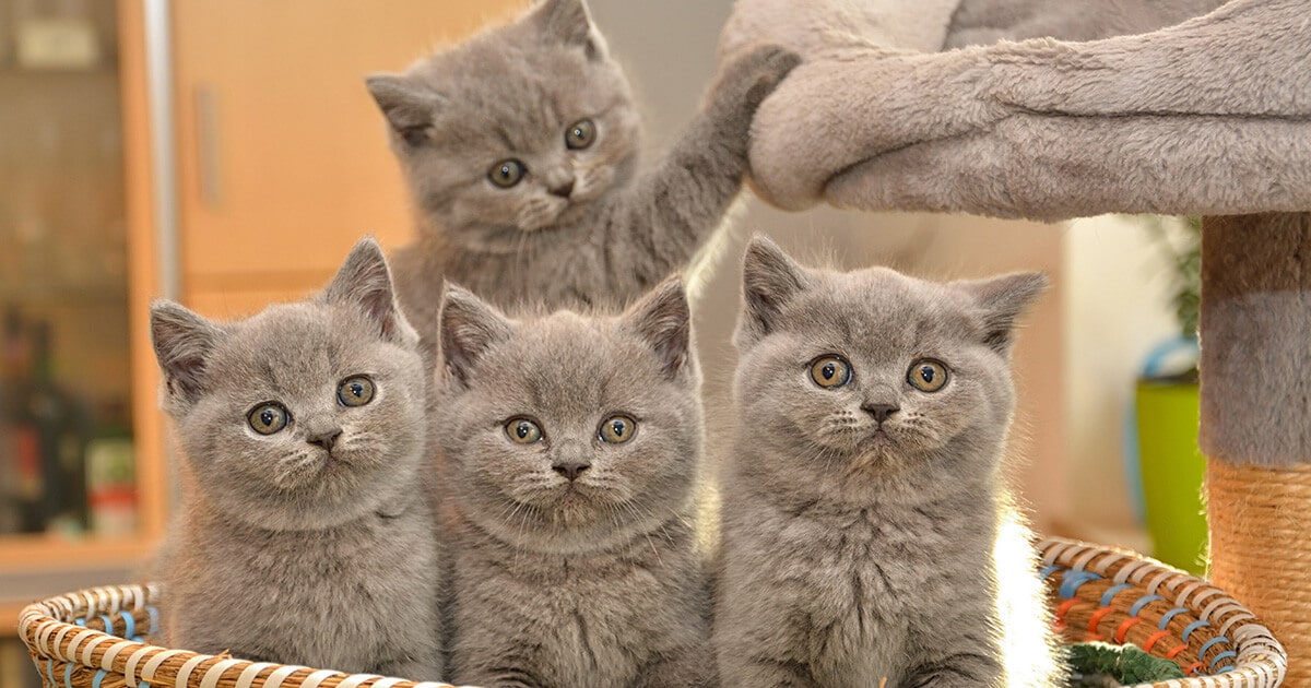 SEO Basics: Article Roundup - The Web For Business.com